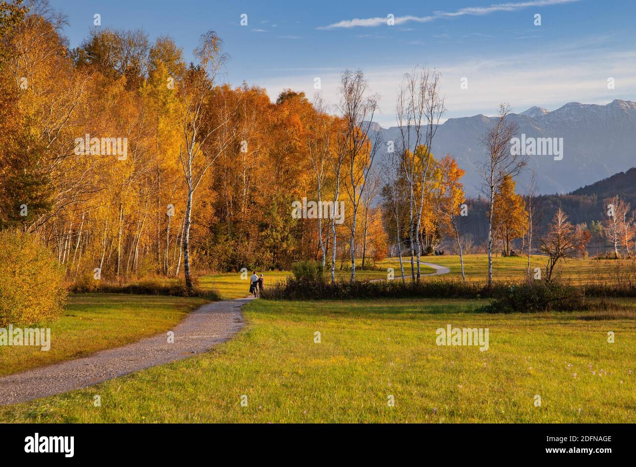 Autumn landscape with hiking trail at Staffelsee, Uffing am Staffelsee ...