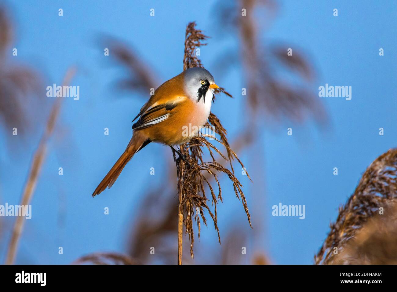 Bartmeise (Panurus biarmicus) Männchen Stock Photo - Alamy