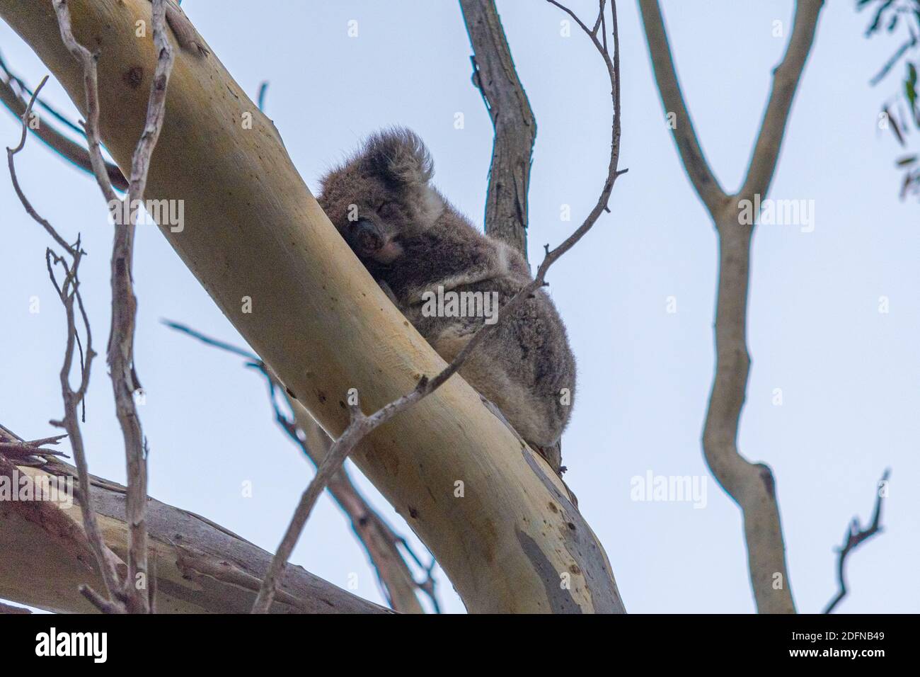 Koala sleeping in branches of a tree at Tower Hill wildlife reserve in ...
