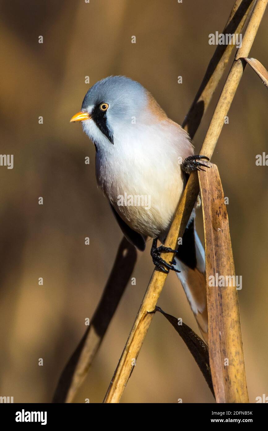 Bartmeise (Panurus biarmicus) Männchen Stock Photo - Alamy