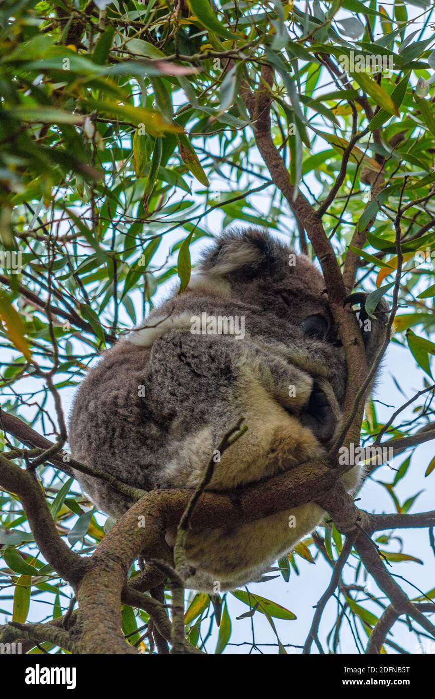 Koala sleeping in branches of a tree at Tower Hill wildlife reserve in ...