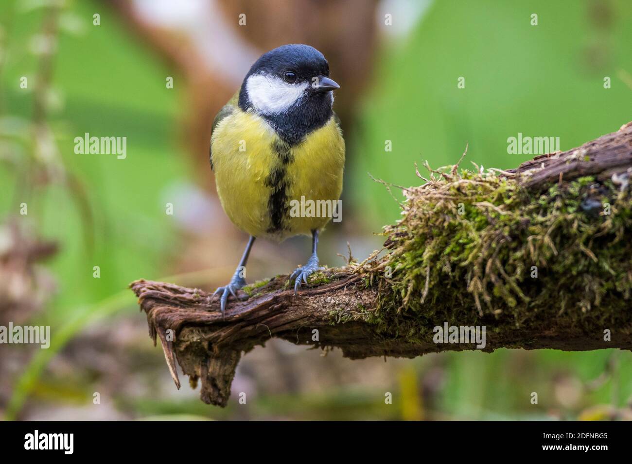 Adult parus major hi-res stock photography and images - Alamy