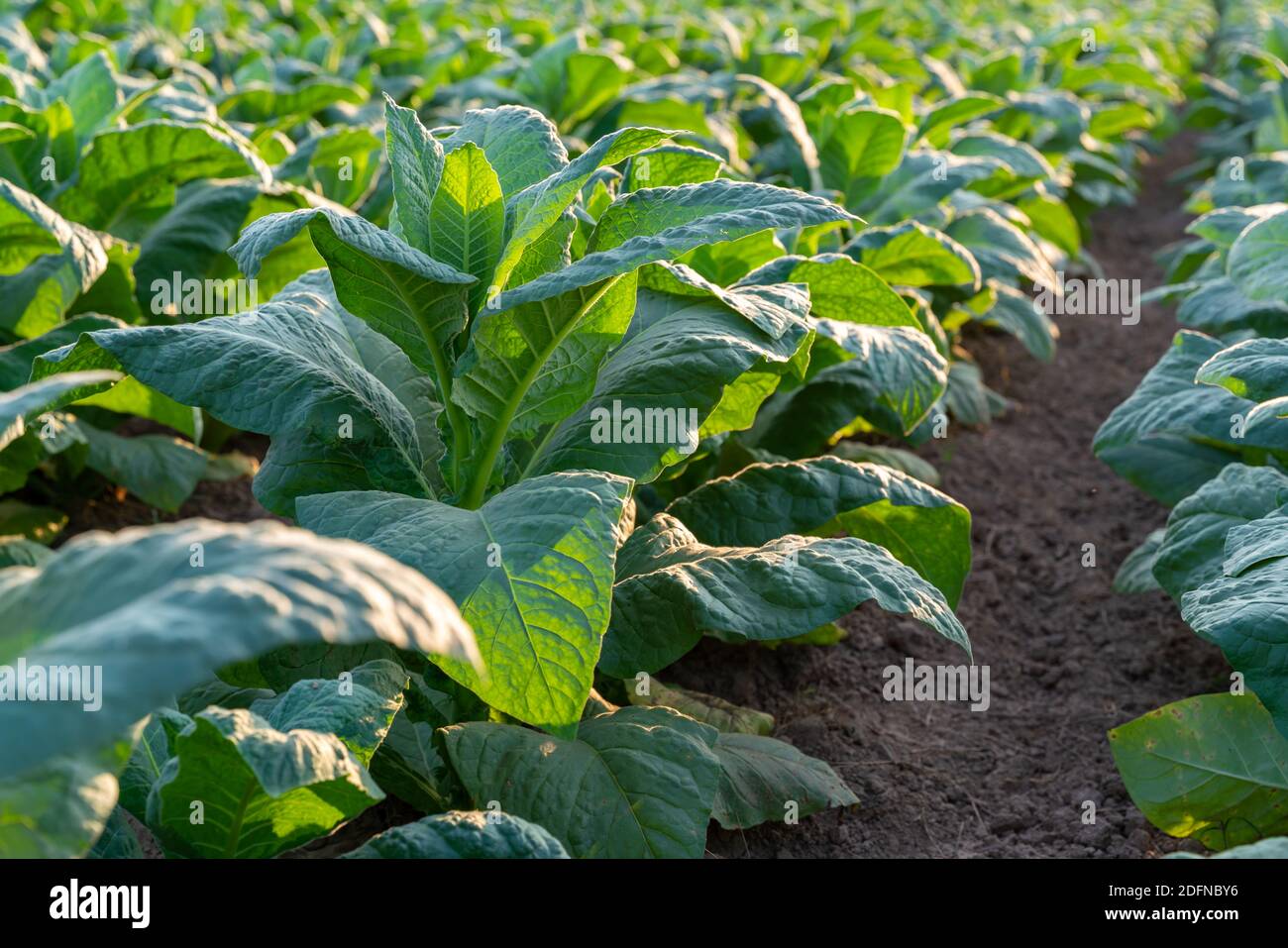 Young tobacco plant hi-res stock photography and images - Alamy