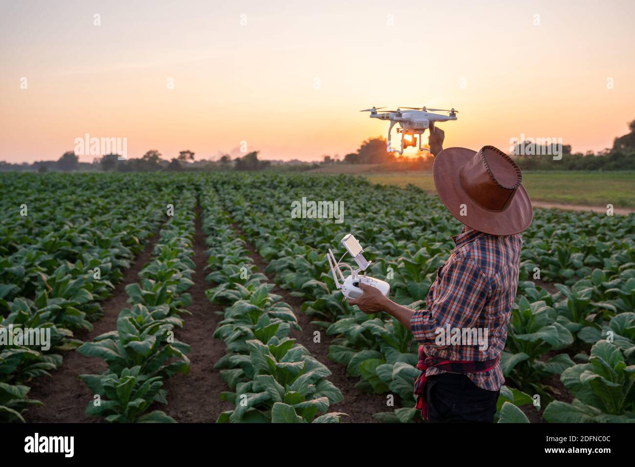 Farmer Preparing to fly drones to survey areas of the tobacco ...