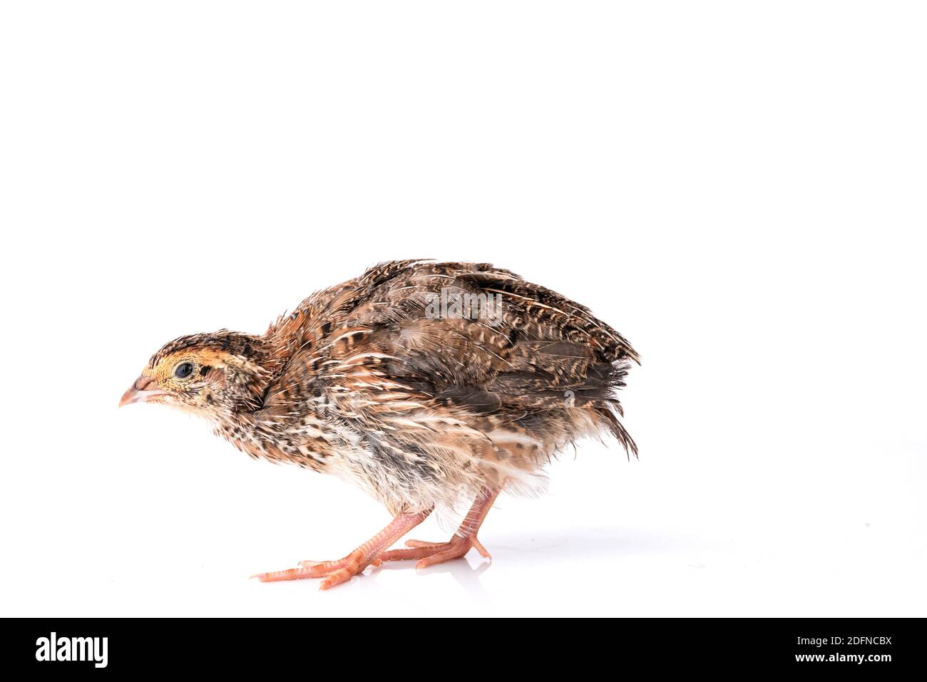 Young quail isolated on white background Stock Photo - Alamy