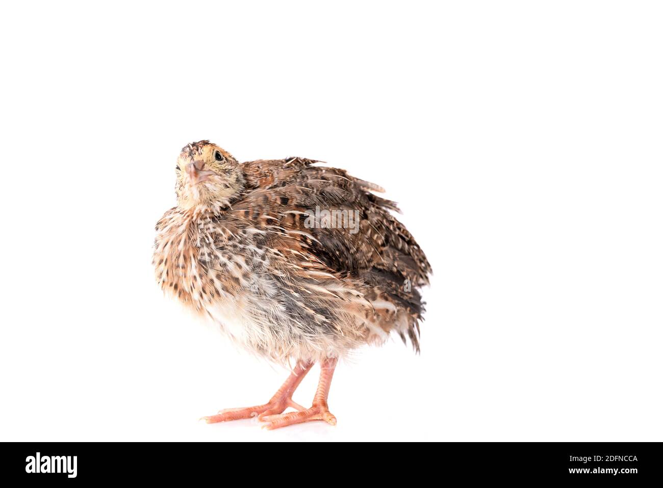 Young quail isolated on white background Stock Photo - Alamy