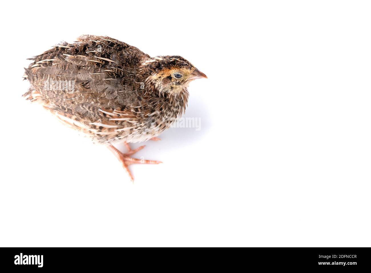 Young quail isolated on white background Stock Photo - Alamy