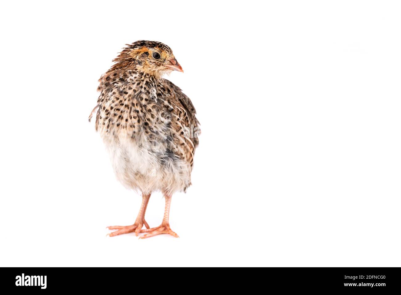 Young quail isolated on white background Stock Photo - Alamy