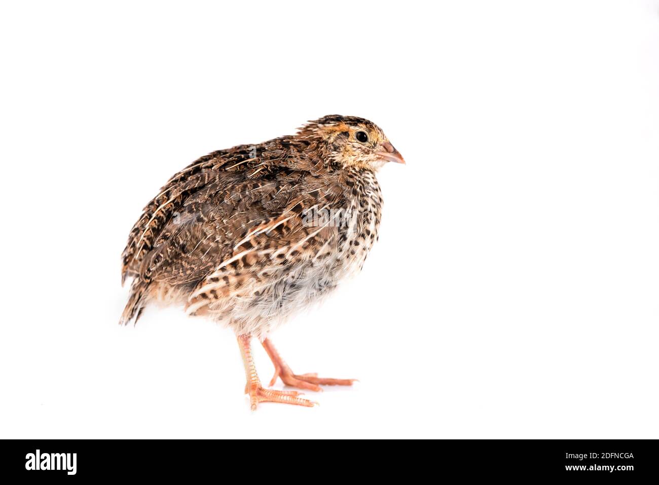 Young quail isolated on white background Stock Photo - Alamy