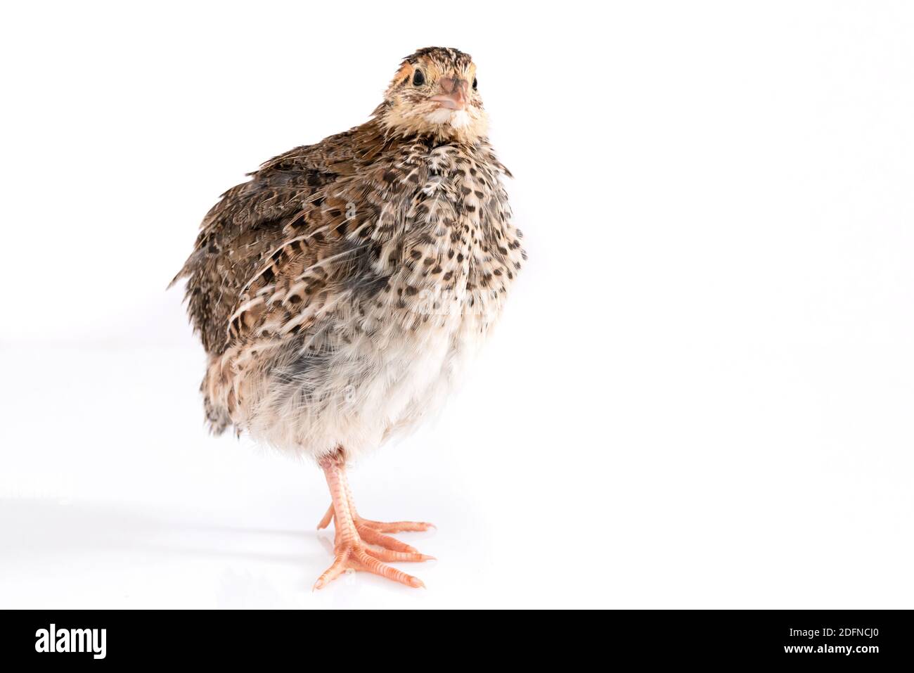 Young quail isolated on white background Stock Photo - Alamy