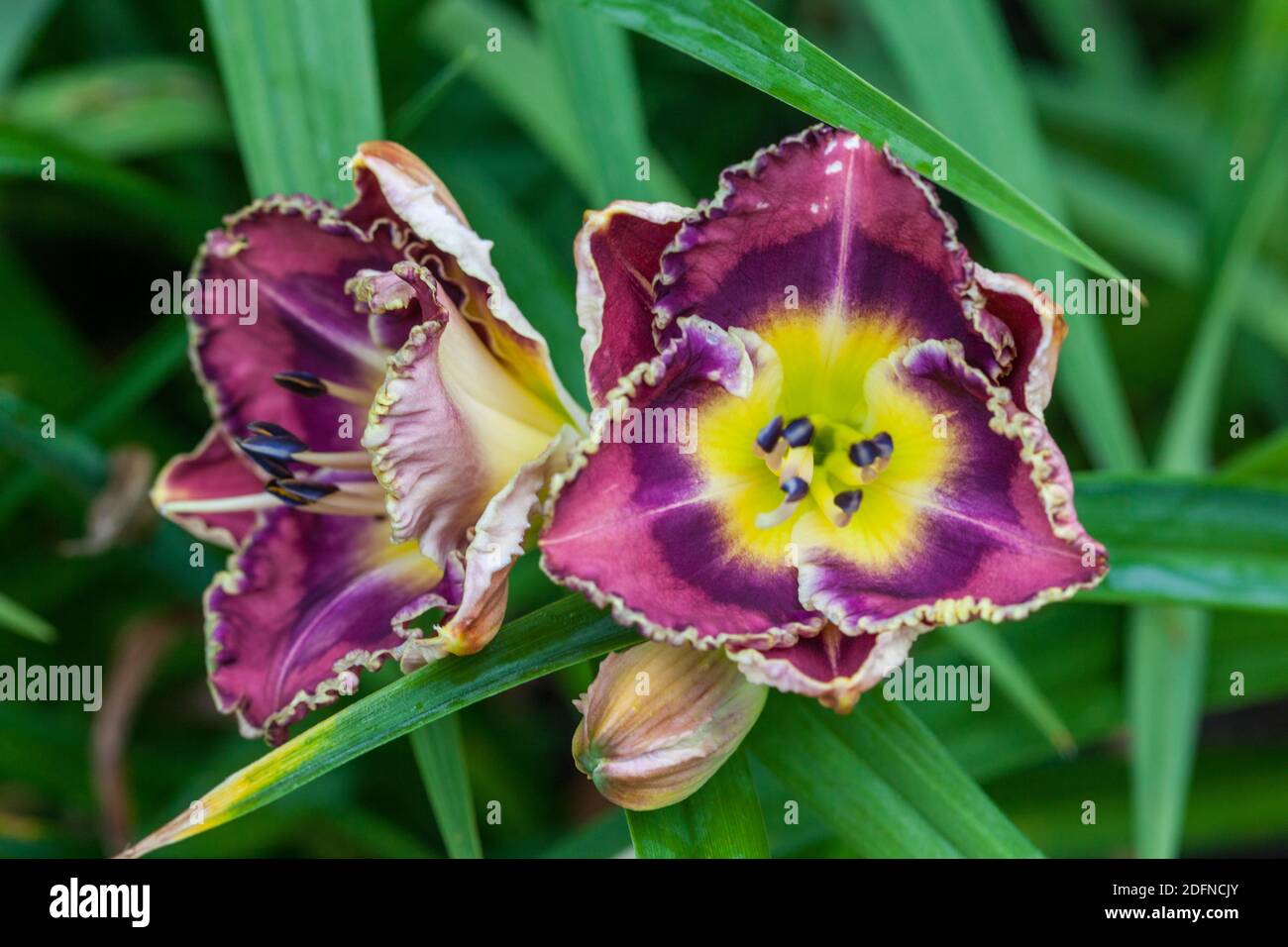 'Precious Candy' Daylily, Daglilja (Hemerocallis Stock Photo - Alamy