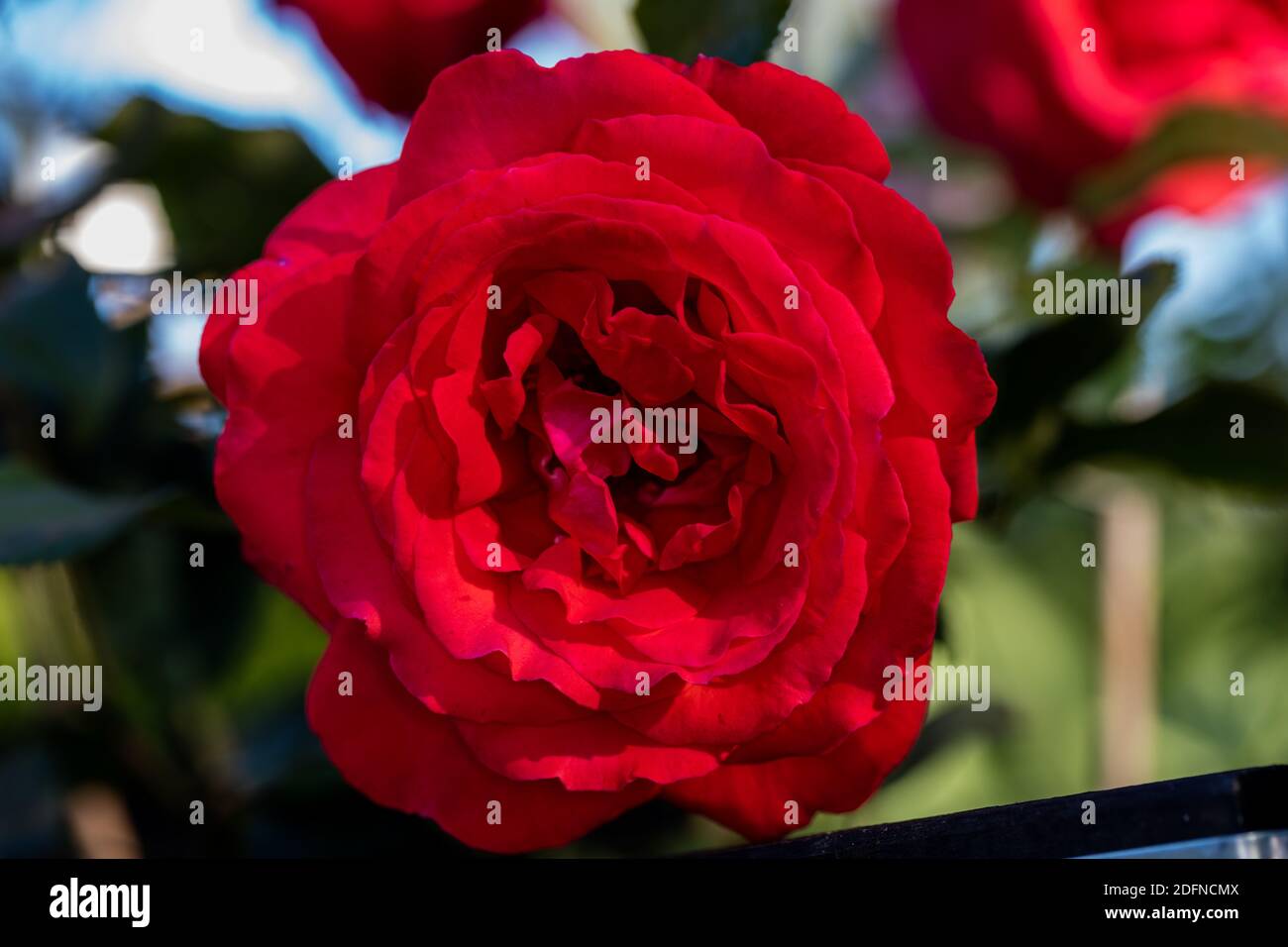 'Fragrant Cloud' Hybrid Tea Rose, Tehybridros (Rosa Stock Photo - Alamy