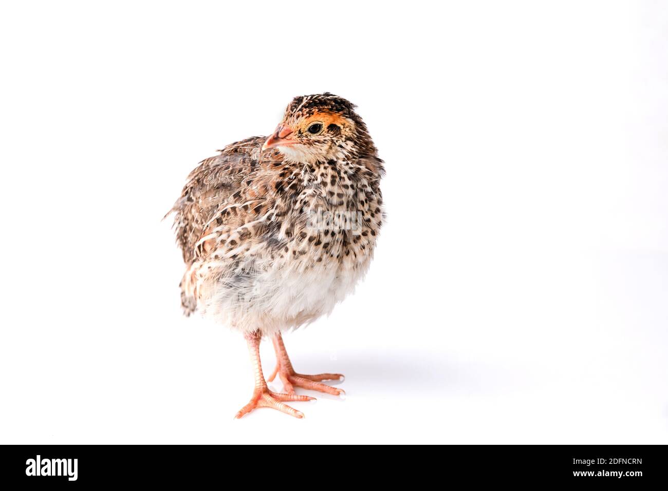 Young quail isolated on white background Stock Photo - Alamy
