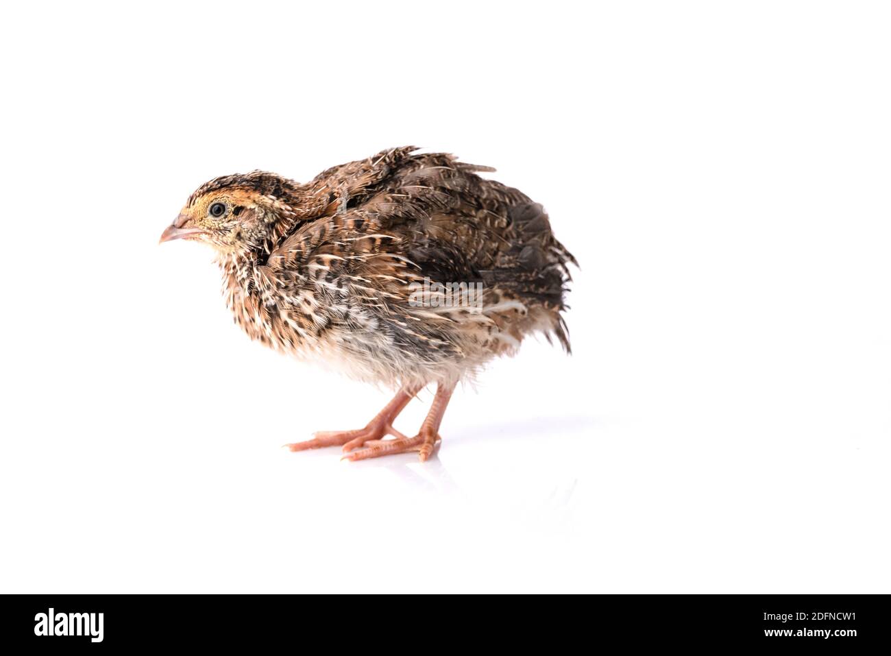 Young quail isolated on white background Stock Photo - Alamy
