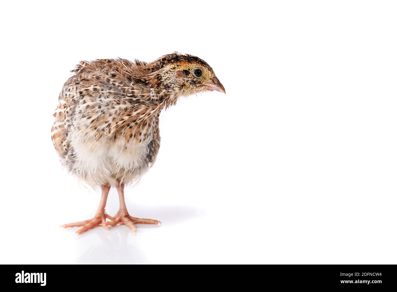 Young quail isolated on white background Stock Photo - Alamy