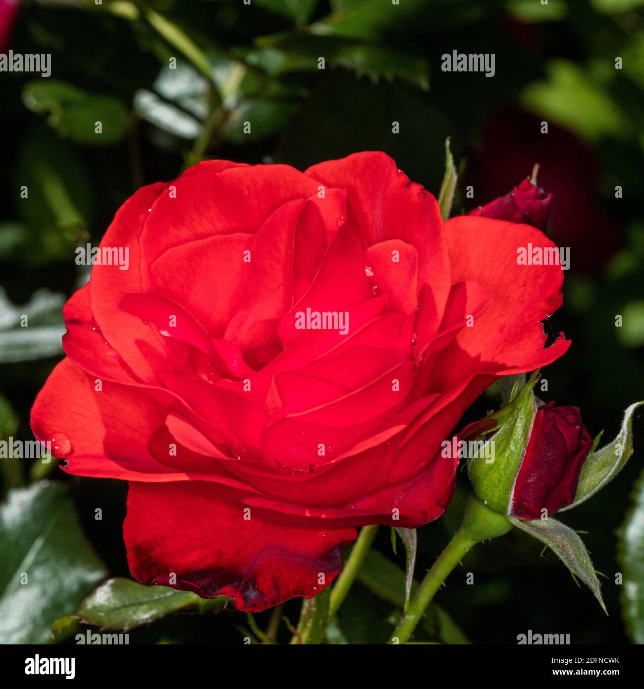 Nina flower hi-res stock photography and images - Alamy