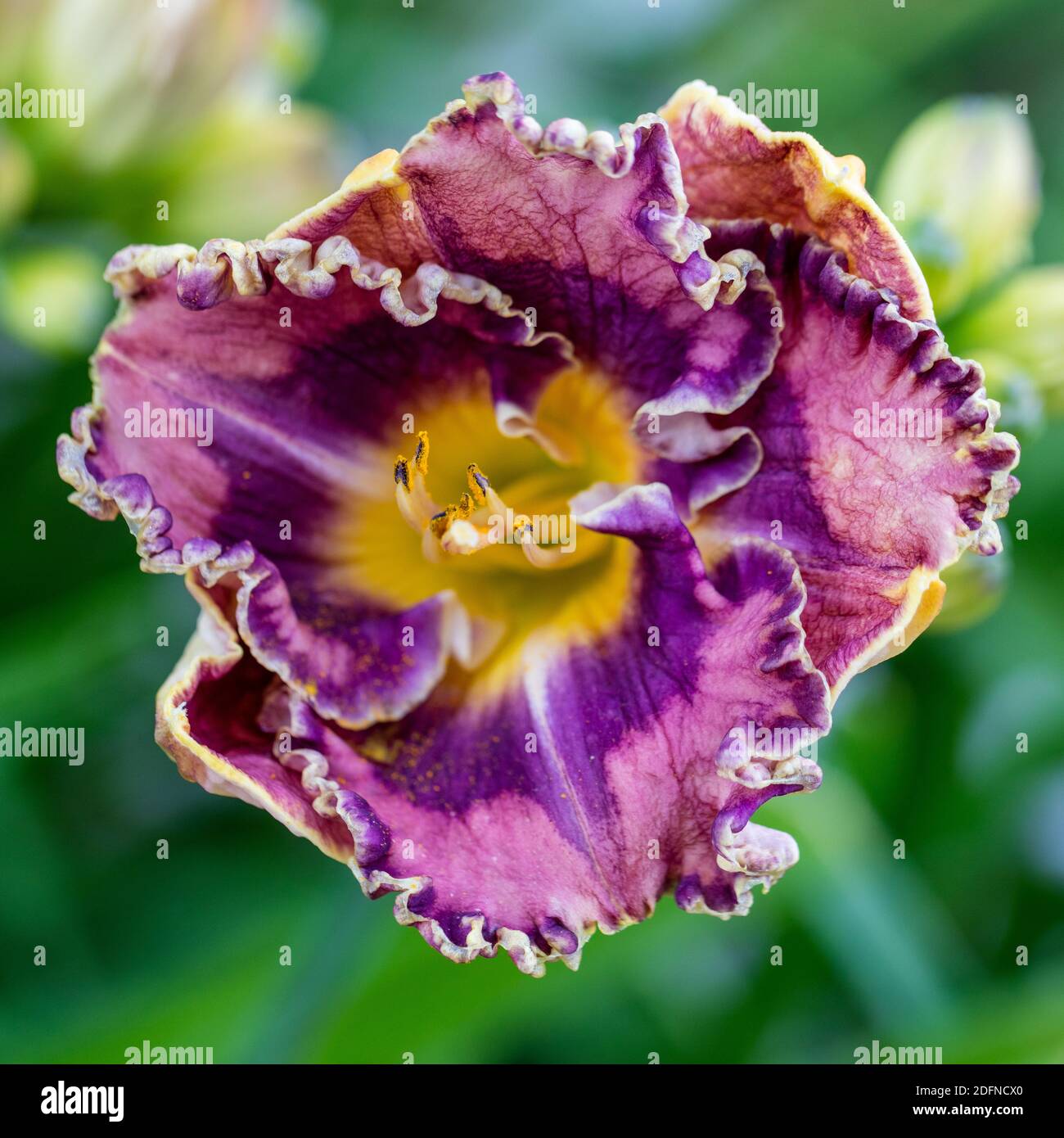 'Precious Candy' Daylily, Daglilja (Hemerocallis Stock Photo - Alamy