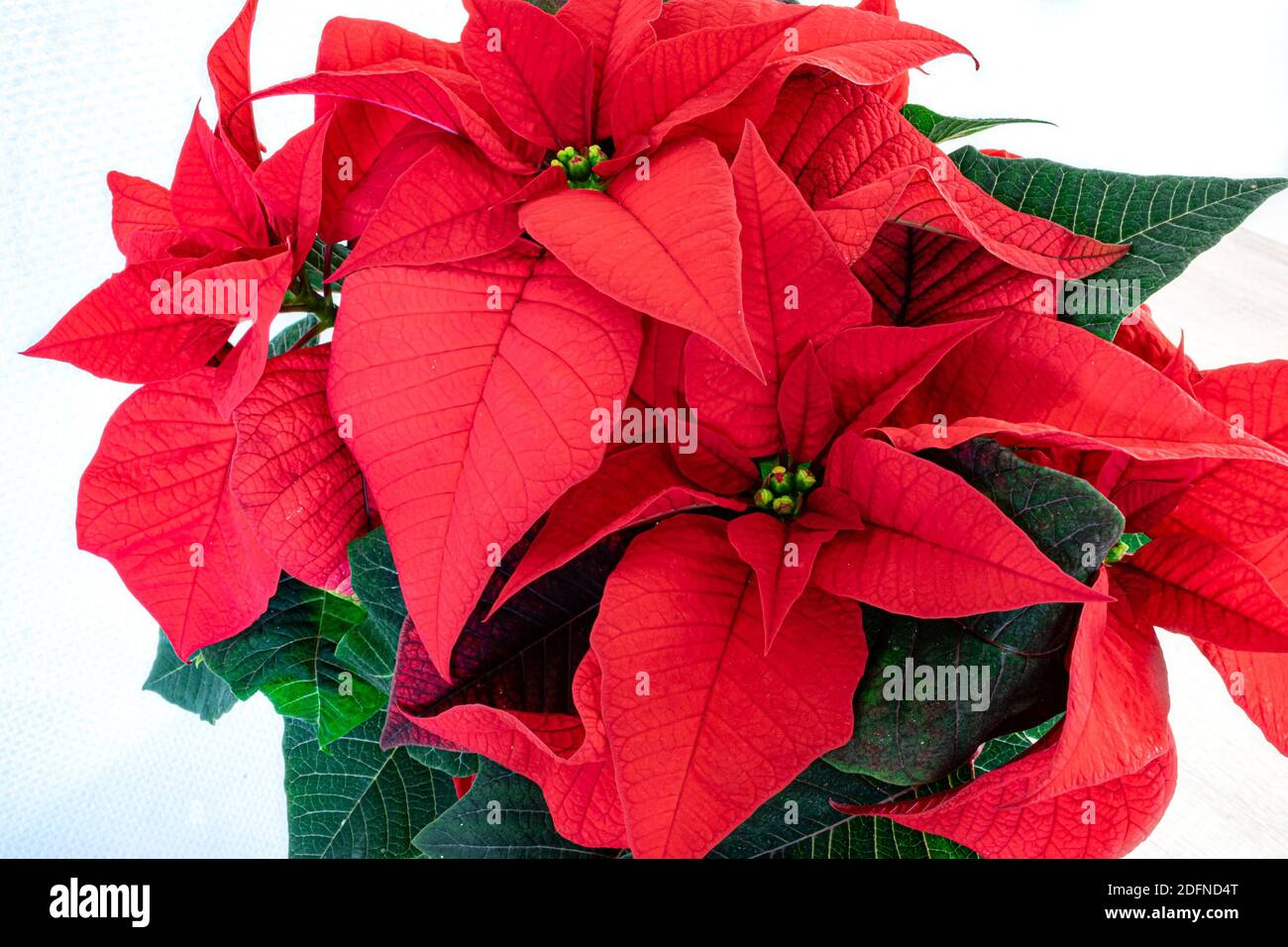 Christmas Poinsettia Rose