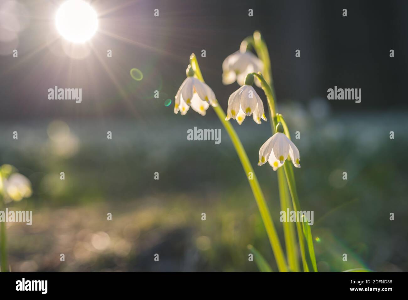 Leucojum vernum or spring snowflake - blooming white flowers in early ...