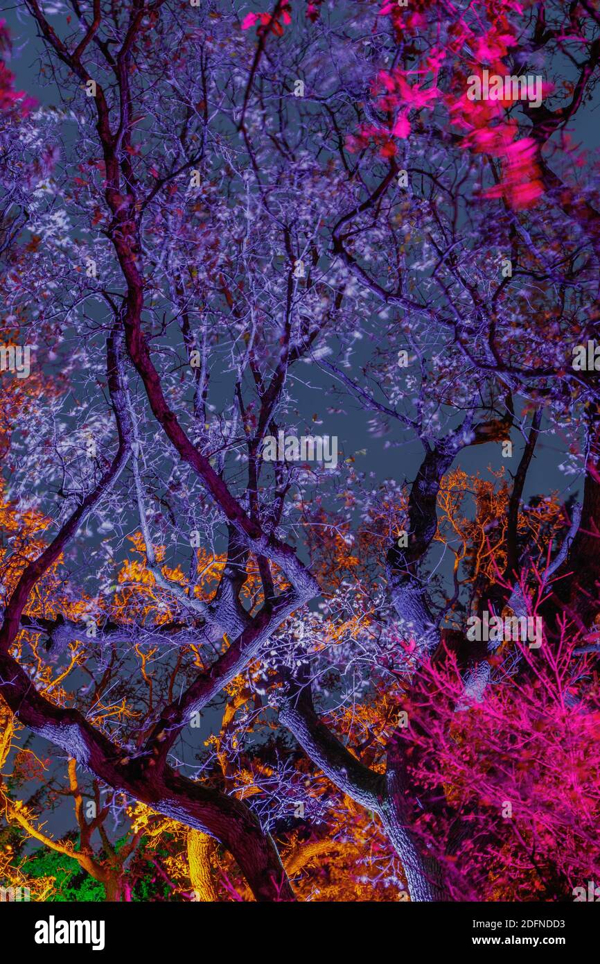 The trees in Alexandra gardens lit up by coloured lights Stock Photo ...