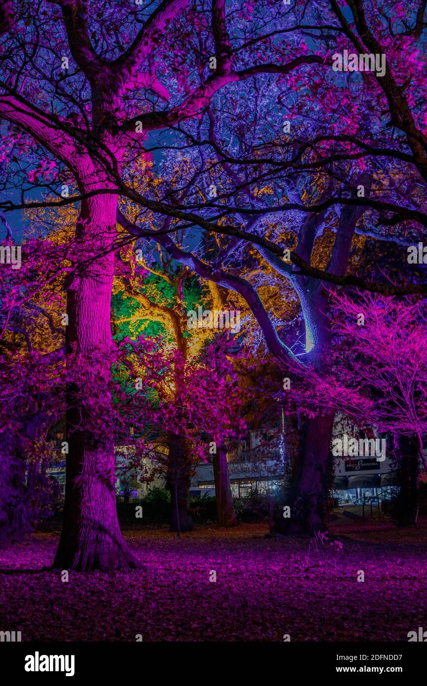 The trees in Alexandra gardens lit up by coloured lights Stock Photo ...