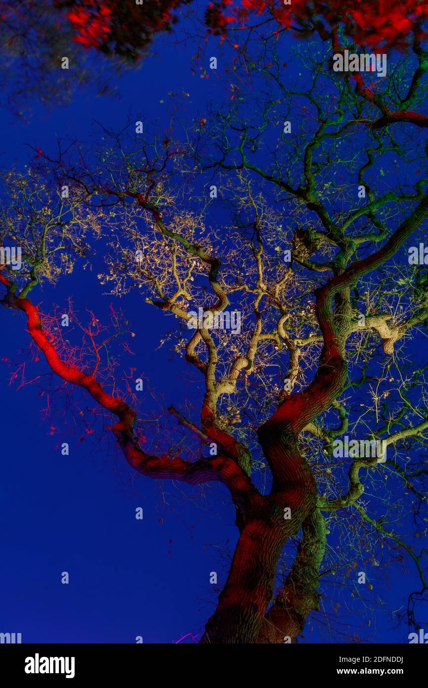 The trees in Alexandra gardens lit up by coloured lights Stock Photo ...