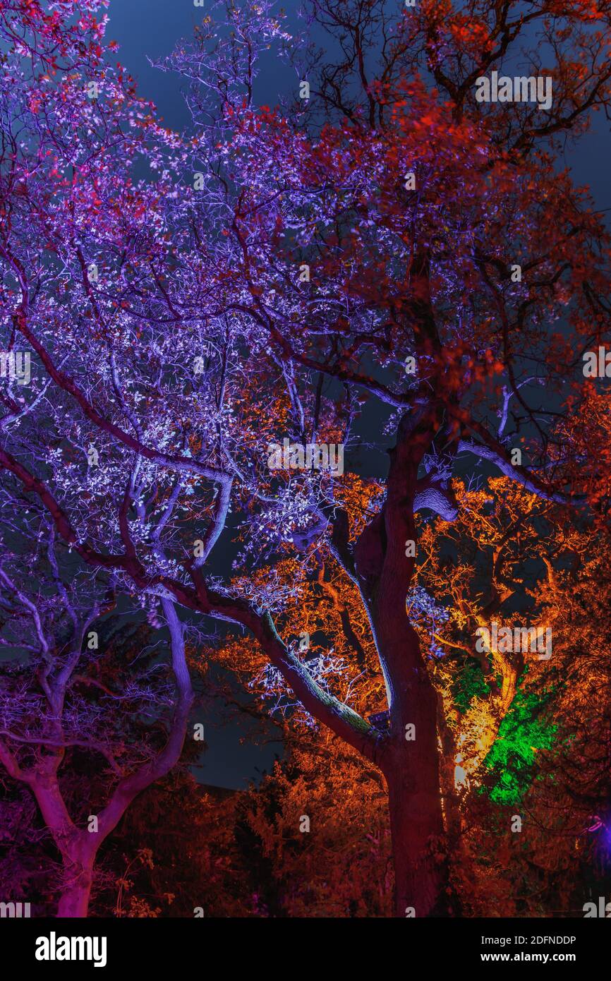 The trees in Alexandra gardens lit up by coloured lights Stock Photo ...