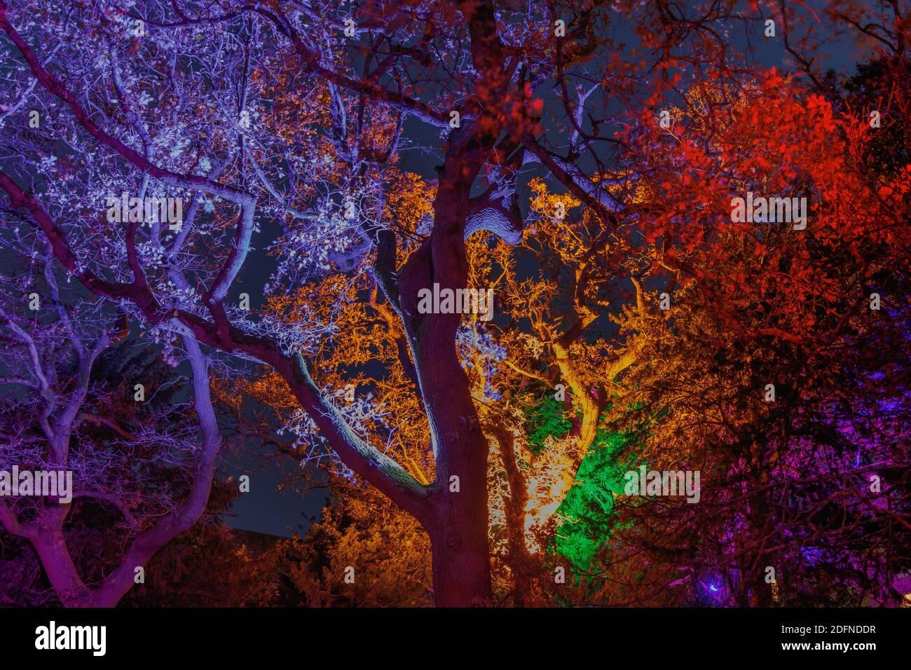 The trees in Alexandra gardens lit up by coloured lights Stock Photo ...