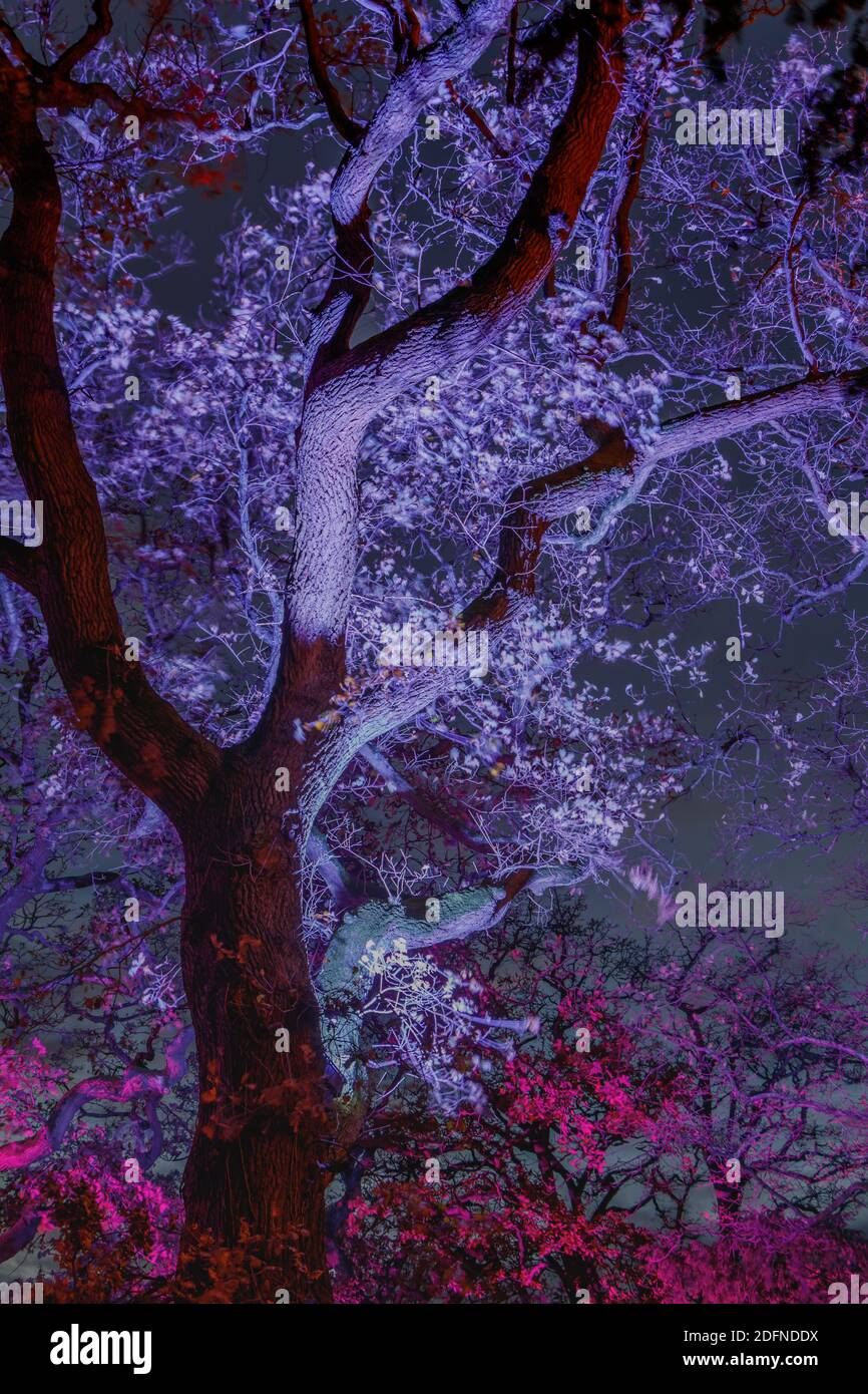 The trees in Alexandra gardens lit up by coloured lights Stock Photo ...