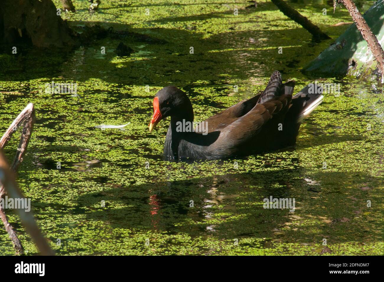 Dusky moorhen australian waterbird hi-res stock photography and images ...