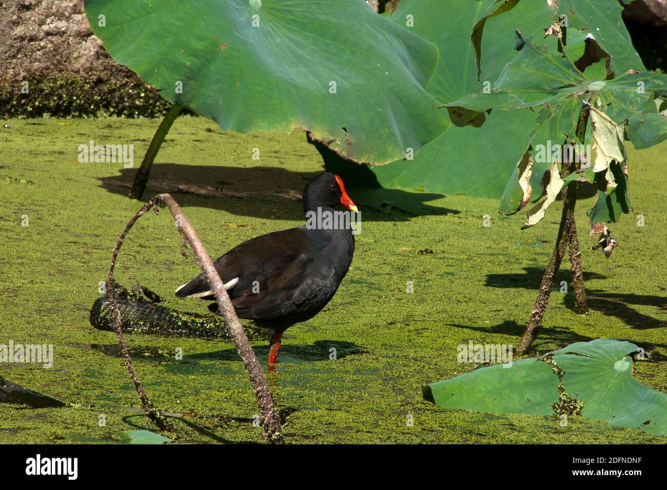 Sydney Australia, dusky moorhen standing among lily pads in pond Stock ...