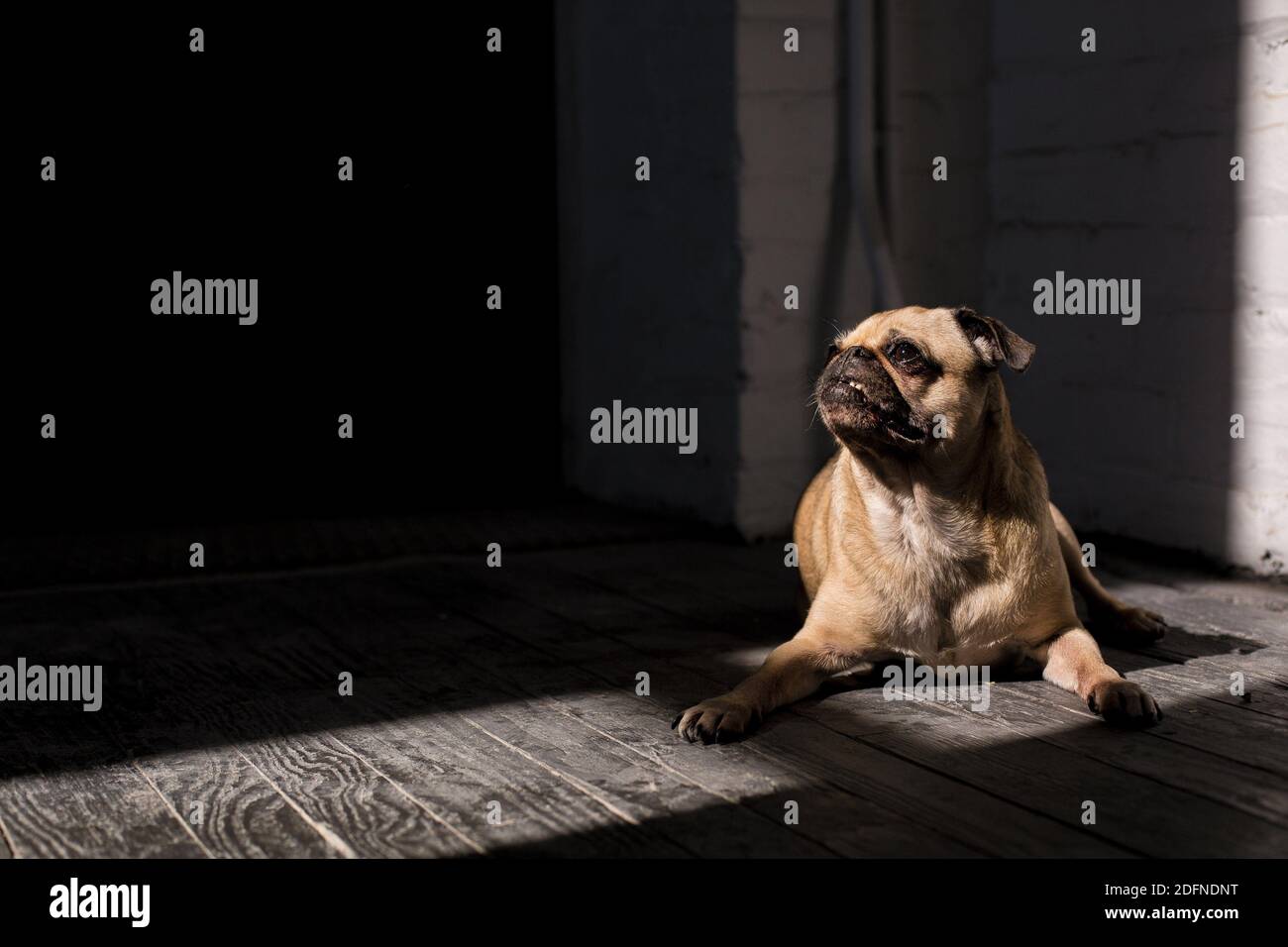 dog in sunlight Stock Photo - Alamy