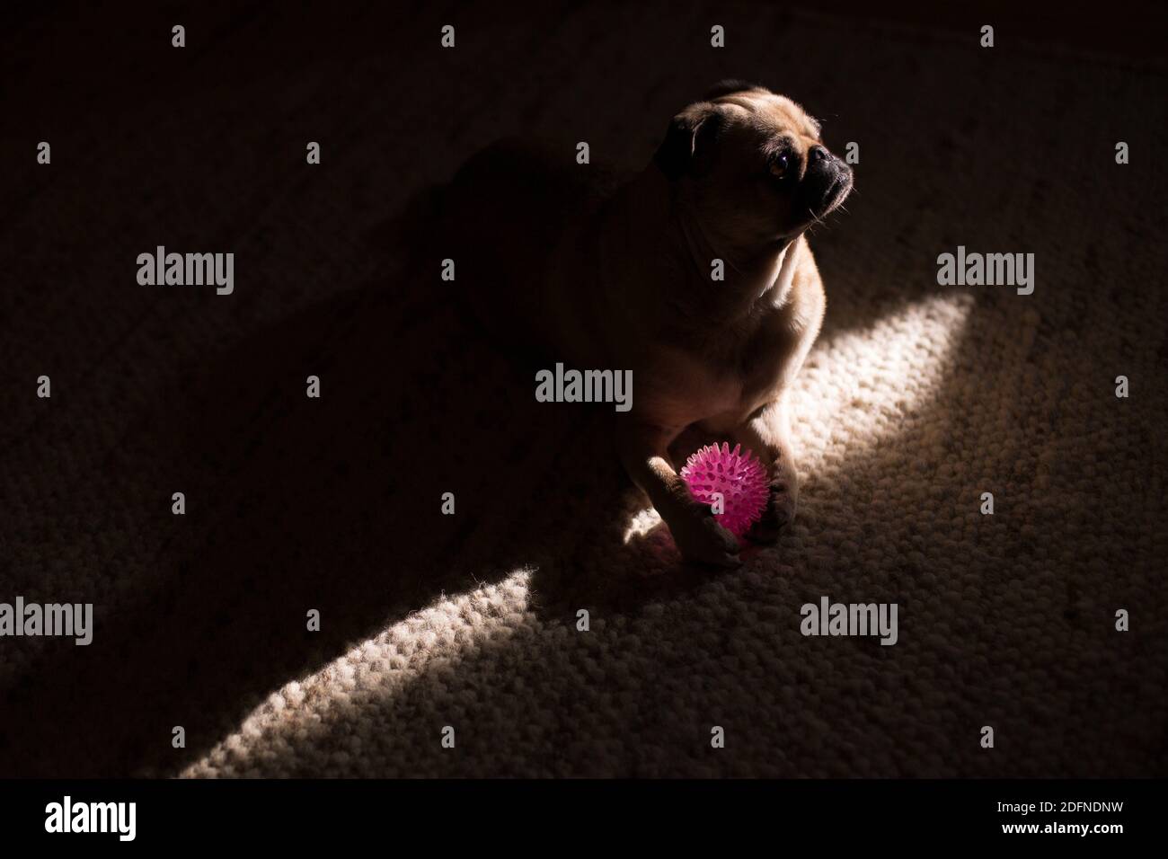 dog in the shadows Stock Photo - Alamy