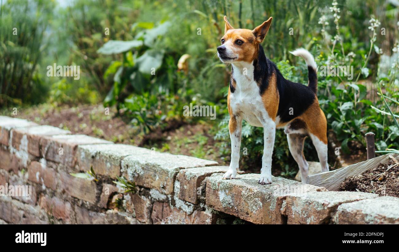 dog on wall Stock Photo - Alamy