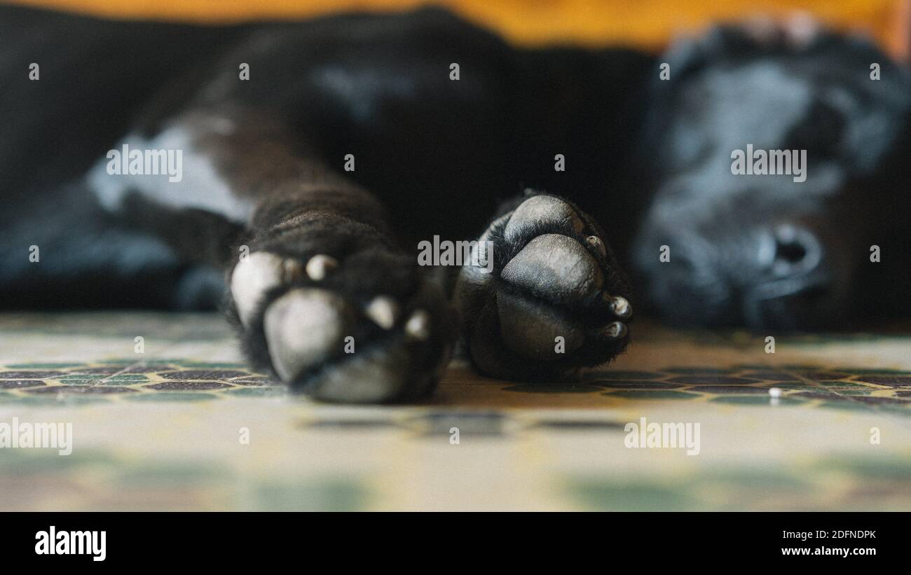 Dog looking underwater hi-res stock photography and images - Alamy