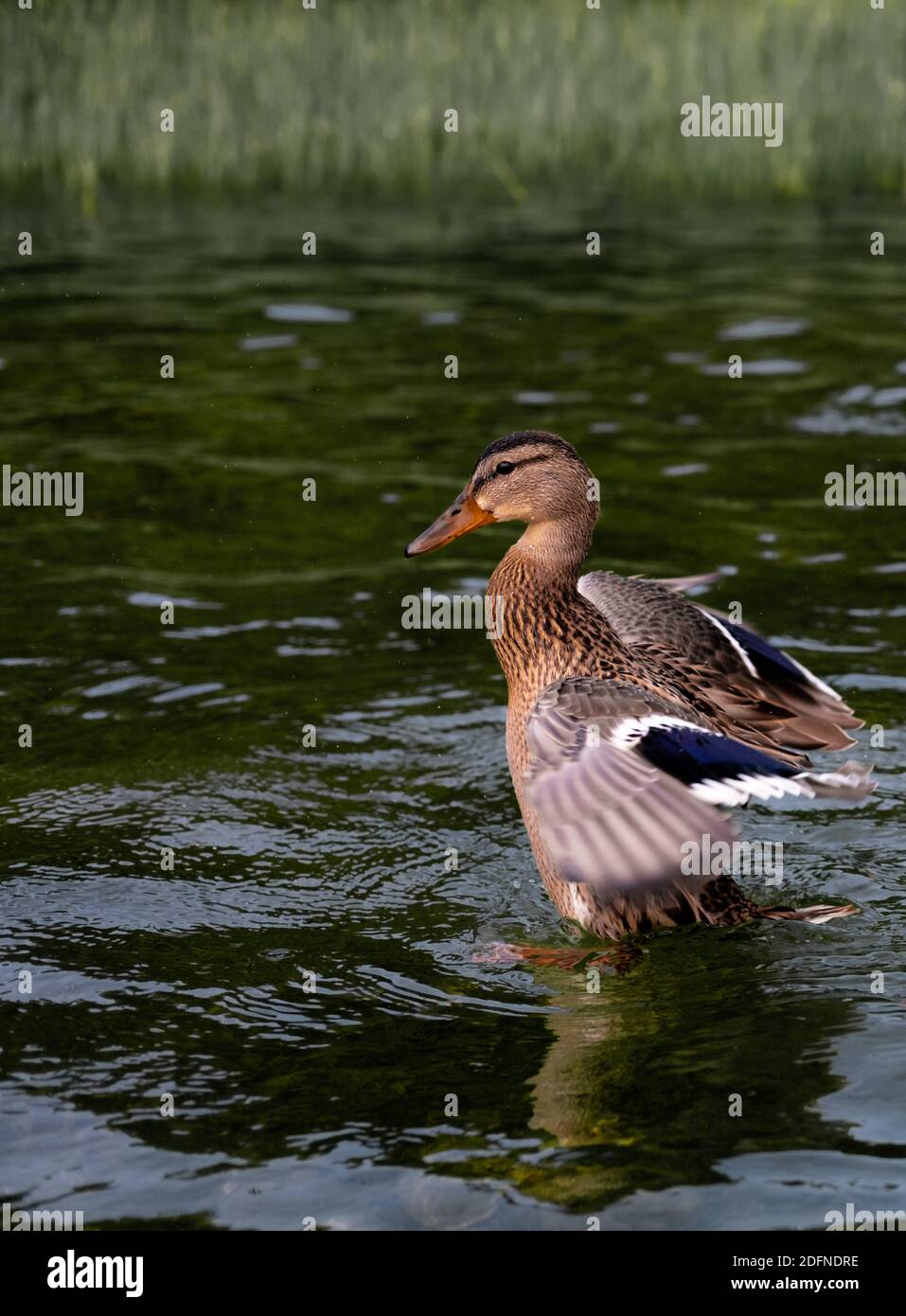 duck flappy its wings Stock Photo - Alamy