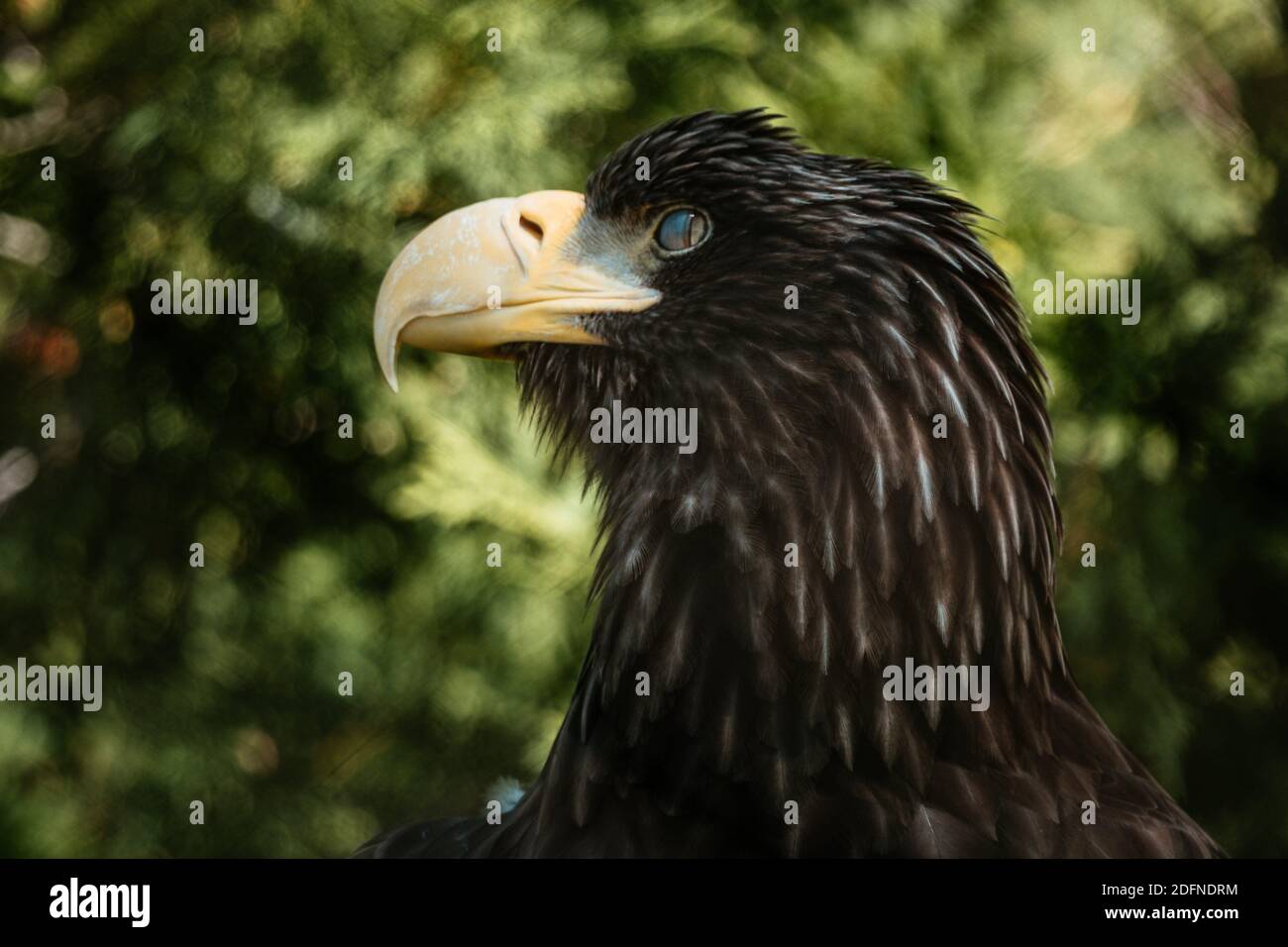 Eagle video hi-res stock photography and images - Alamy