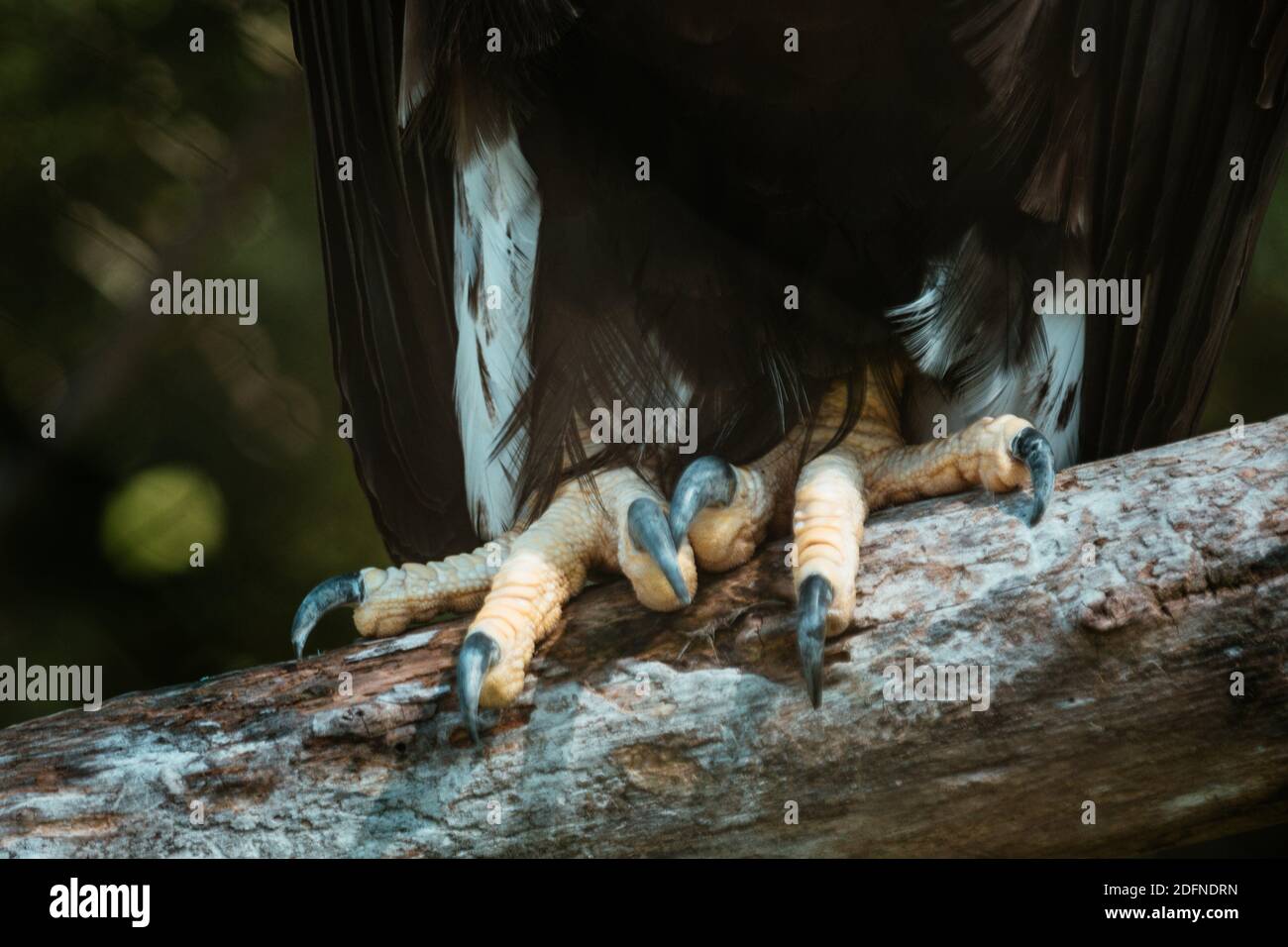 Eagle video hi-res stock photography and images - Alamy