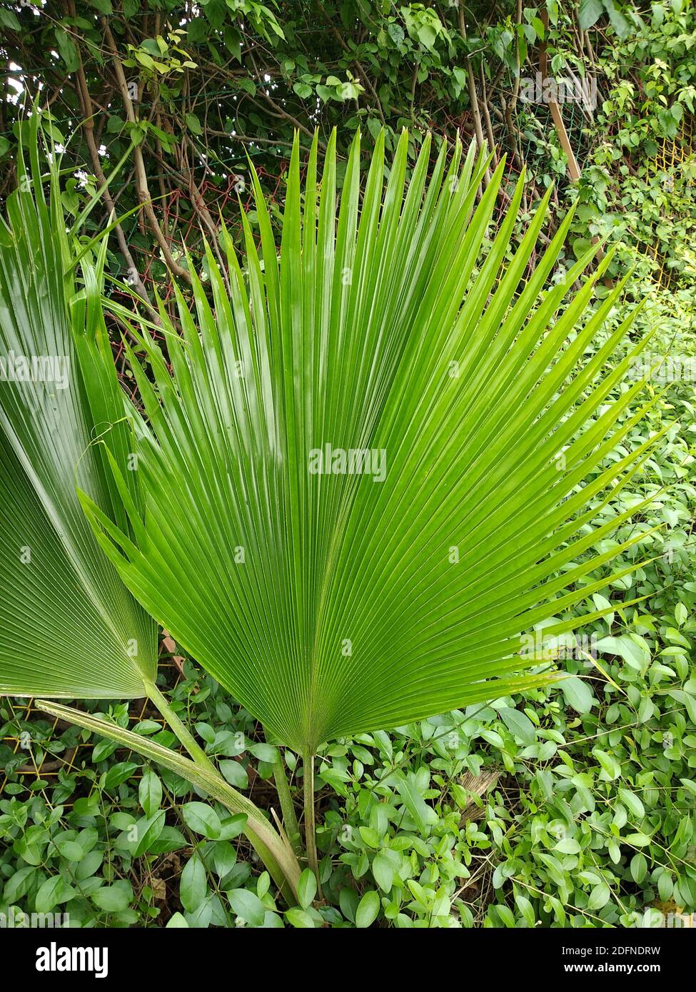Fan leaf tree hi-res stock photography and images - Alamy