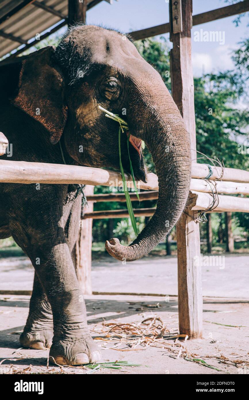elephant snacks on bamboo Stock Photo - Alamy