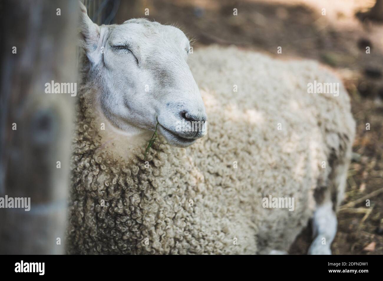 farm sheep resting Stock Photo - Alamy