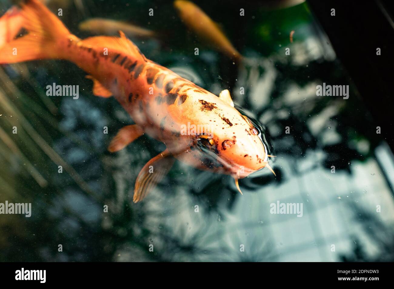 fish in a pond with skylight reflection Stock Photo - Alamy