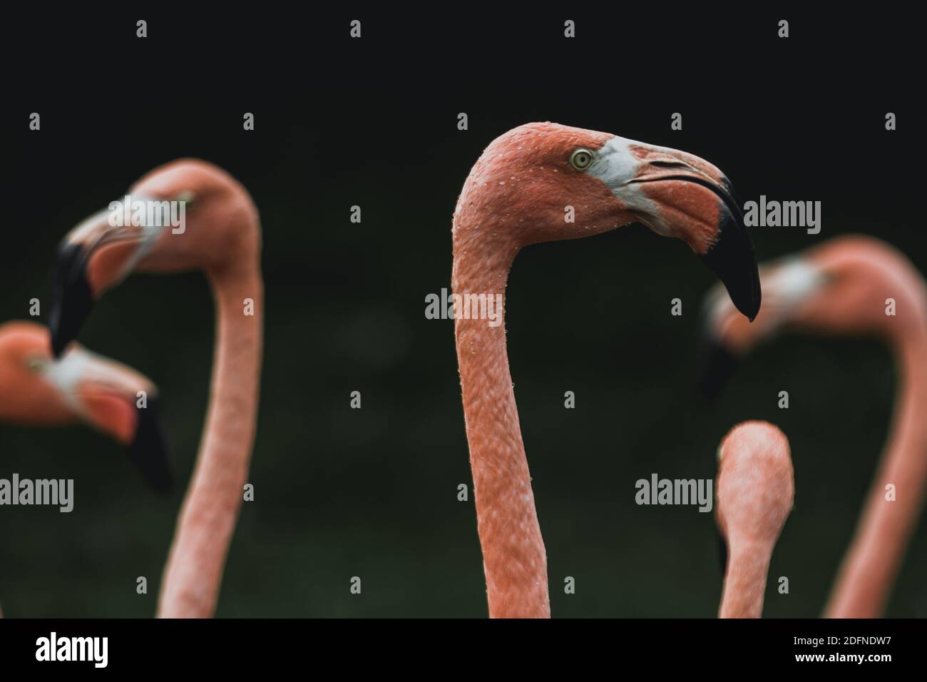 Rodent faces hi-res stock photography and images - Alamy