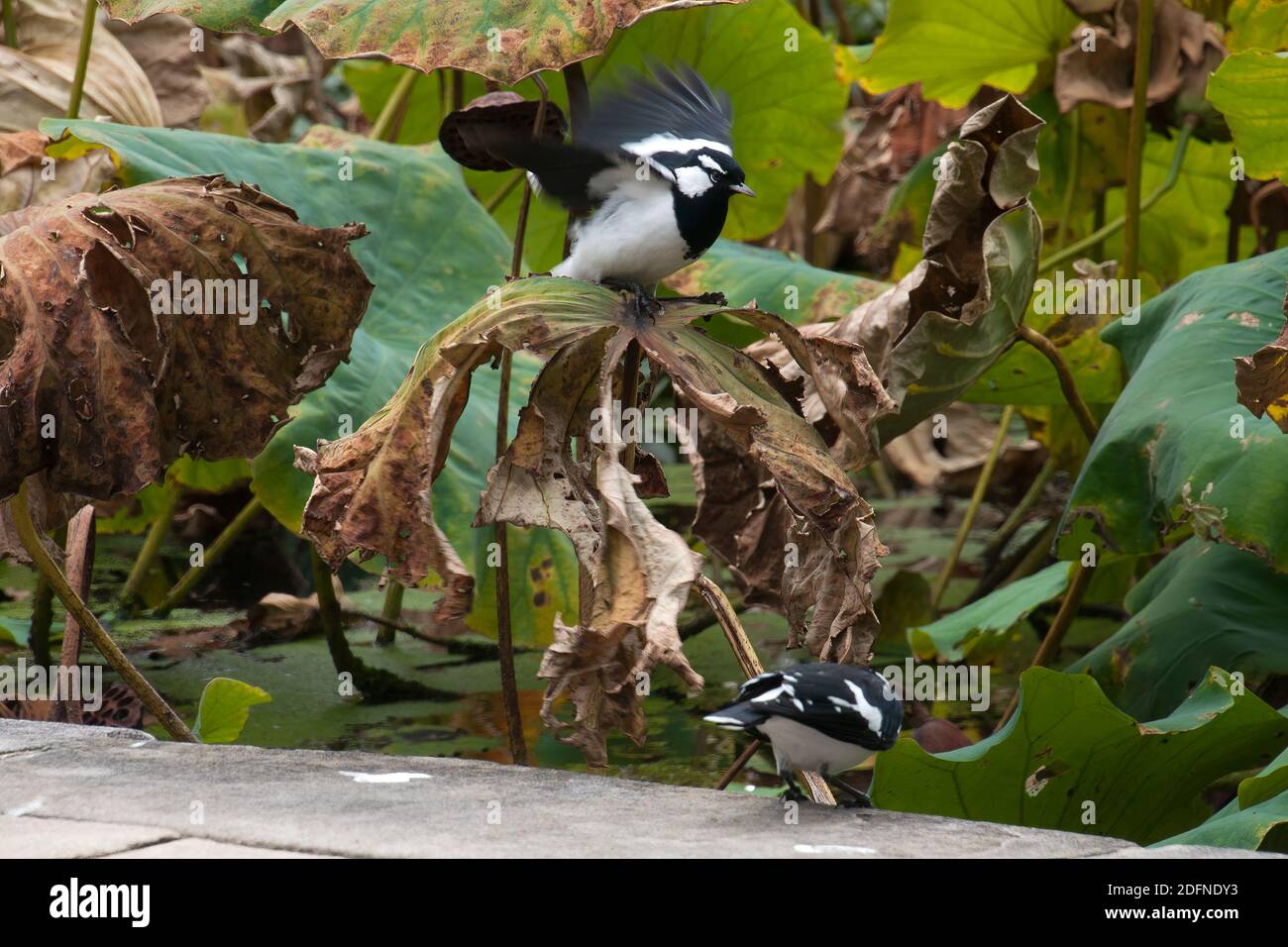 Sydney Australia, autumn garden scene of a grallina cyanoleuca or ...