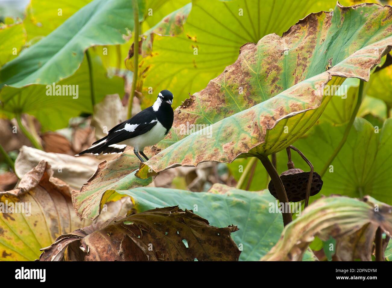 Sydney Australia, autumn garden scene of a Grallina cyanoleuca or ...