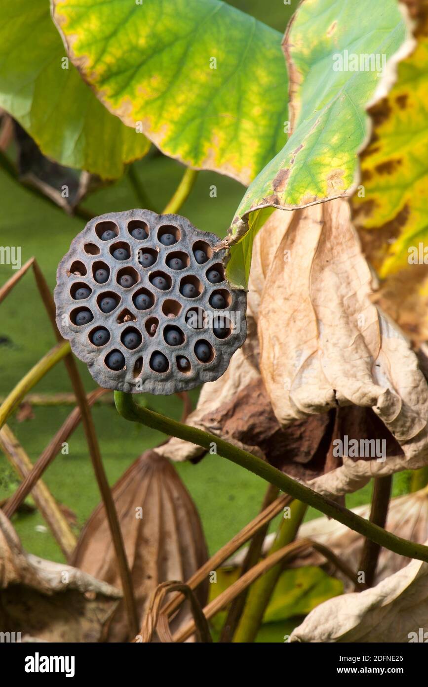 Dried lotus pod hi-res stock photography and images - Alamy
