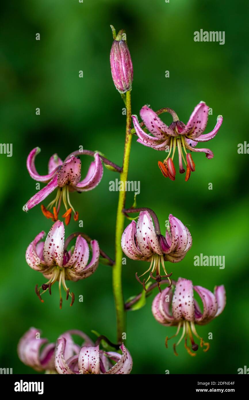 Lila lilien hi-res stock photography and images - Alamy