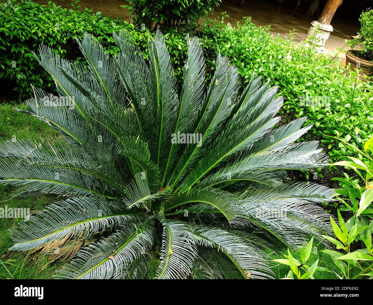Cycas cairnsiana hi-res stock photography and images - Alamy