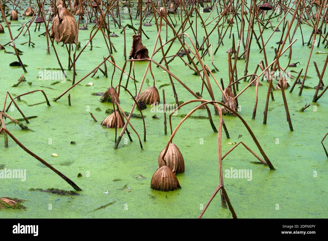 Dead Lotus High Resolution Stock Photography and Images - Alamy