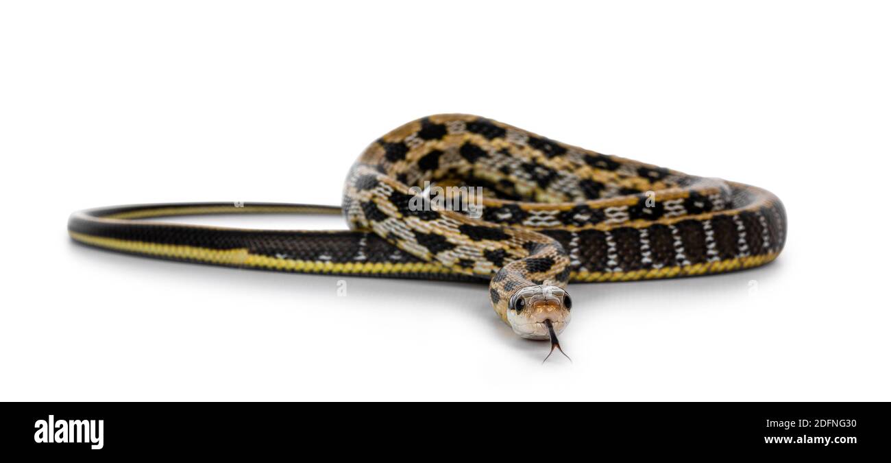 Taiwanese rattenslang hi-res stock photography and images - Alamy